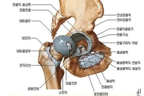 고관절해부학 Action Of The Muscles Of The Hip Joint 네이버 블로그