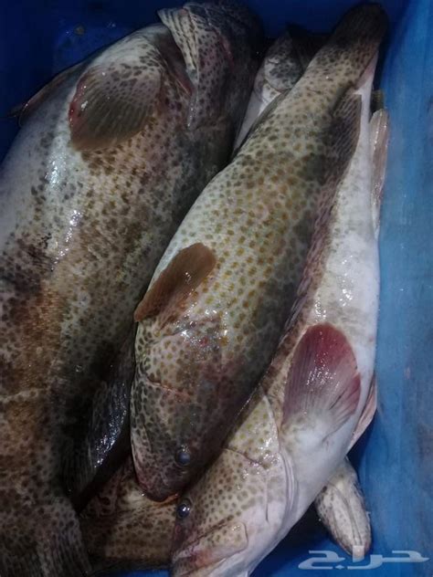 سمك وروبيان الشرقية والسلمون الطازج