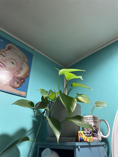 Plant In The Bathroom Album On Imgur