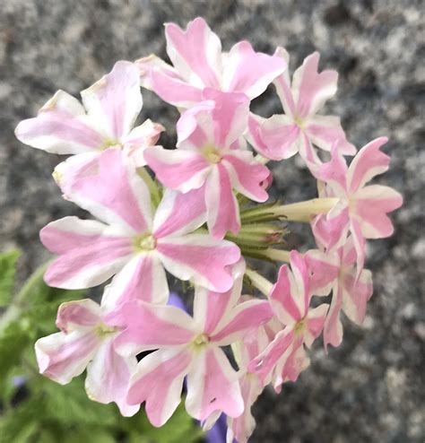 Verbena Candy Stripe Romantic Plants Perth Wa Garden Centre