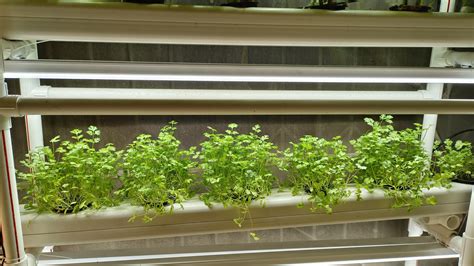 I Am Planning To Grow Cabbage Cauliflower And Broccoli In This 3 Tier