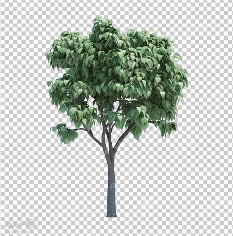 دانلود فایل فتوشاپ رندر درخت رئال با کیفیت فوق العاده رزتم