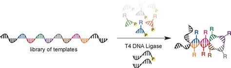 Enzymatic Synthesis Of SequenceDefined Synthetic Nucleic Acid Polymers
