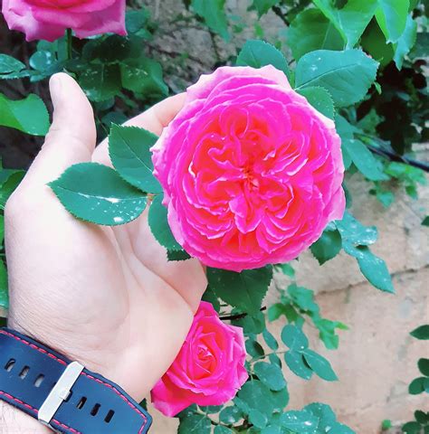 ورد الدمشقي Damascus