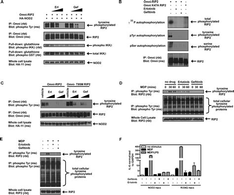 Inhibition Of Rip2s Tyrosine Kinase Activity Limits Nod2 Driven