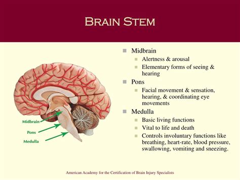 Brainstem Function