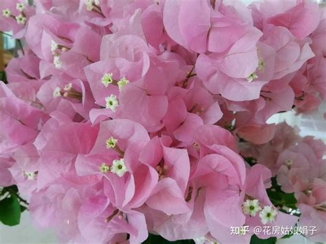 “多光照、多通风、少浇水”，懒养的6种花，满足这3条才能长势旺 知乎