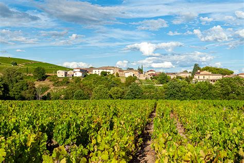 San Francisco Bay Area Celebrates Beaujolais Nouveau France Today