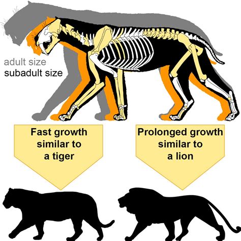 Sabertooth Tiger Size Comparison