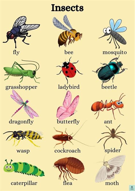 List Of Insects 25 Useful Insect Names With Pictures And Examples Artofit