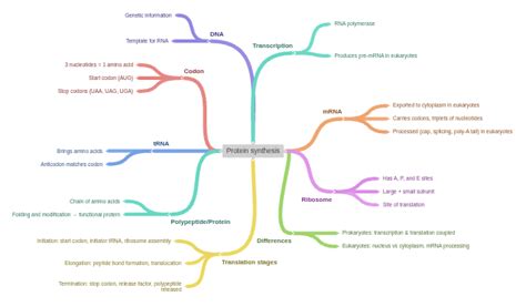 Protein Synthesis Coggle Diagram Protein Synthesis Coggle Diagram