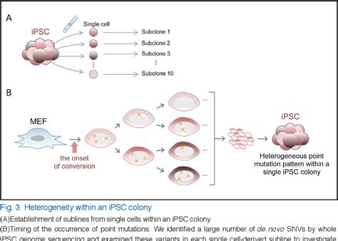 Figure 3 From Induced Pluripotent Stem Cell Generation Associated Point