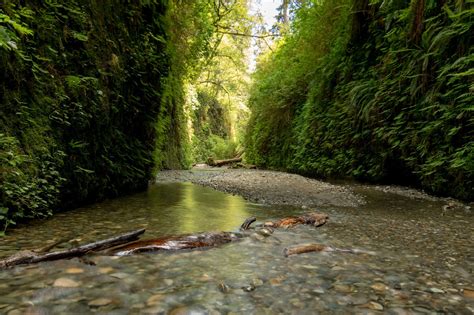 Fern Canyon On Californias Fabled Redwood Coast I Photographed This