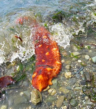 California Sea Cucumber Wikipedia