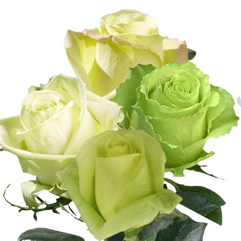 Beautiful Assorted Green Roses