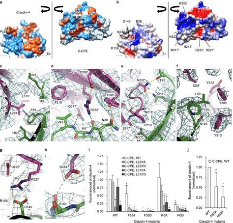 The Cpe Binding Site Of Human Claudin 4 A The Hydrophobic Potential