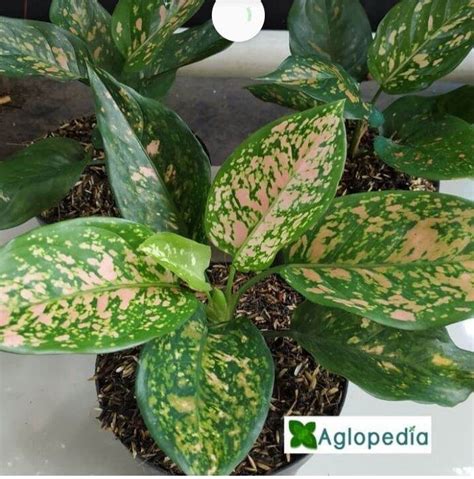 Aglonema Ruby Ciangmay Lazada Indonesia