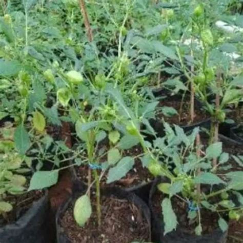 Jual Bibit Tanaman Herbal Buah Ciplukan Tanaman Herbal Super Unggulan