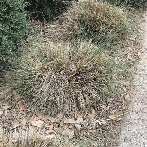 Texas Muhly Grass Muhlenbergia Capillaris Regal Mist®