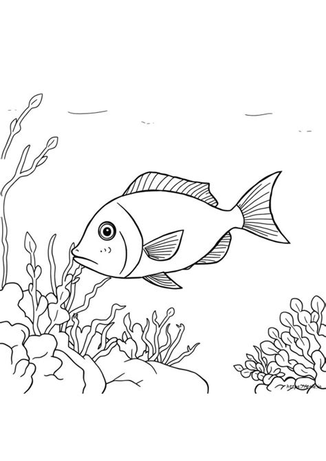 Coy Fish Coloring