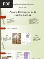 Anatomía Del Aparato Reproductor Del Toro Pdf Testículo Semen