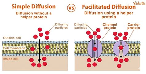 Simple Diffusion Explained With Diagram Examples And Factors Affecting It