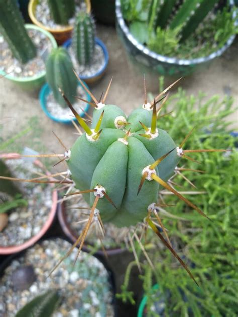 Yanay Rsanpedrocactus