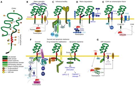 Pancreatic Cancer Stem Cell Markers And Exosomes The Incentive Push