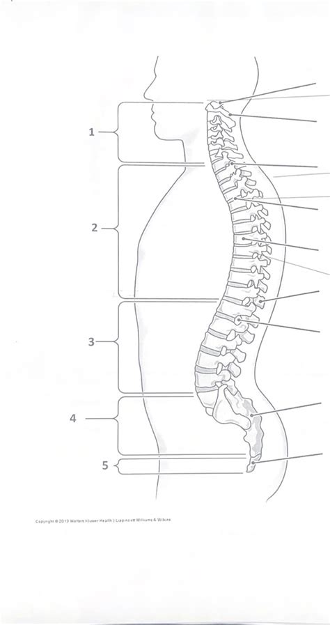 Vertebral Column Labeling Diagram Diagram Quizlet