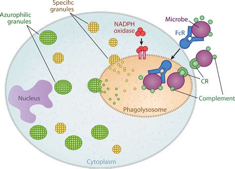 Sepsis Pathogenesis