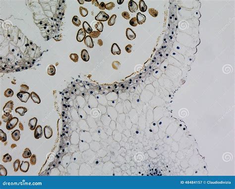 Lily Anther Cross Section Seen Through Microscope For Education Stock