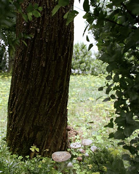 Cgi The Old Tree On Behance