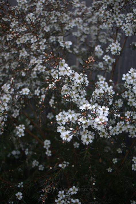 Leptospermum Obovatum Starry Night Australian Native Garden Low