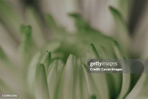 Reflex Angles Photos And Premium High Res Pictures Getty Images