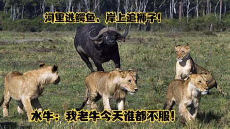 鳄鱼拿它没办法，雄狮还被它追着跑！这头非洲水牛要逆天了纪录片腾讯新闻
