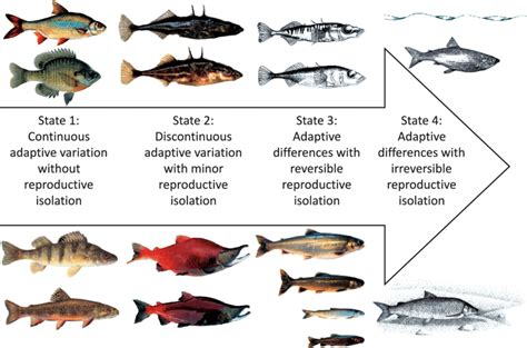 Ecological Isolation