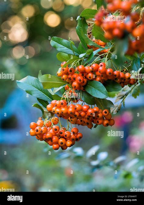 A Vibrant Close Up Image Of Lush Orange Rowan Berries Growing On The Branches Of A Bush In A