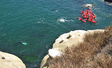 Snorkeling In La Jolla Cove San Diego Whats It Like