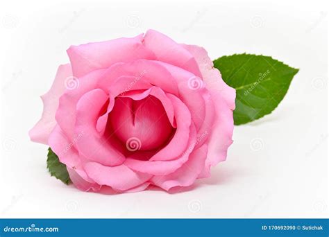 Beautiful Pink Rose Flower On White Background Concept Image Of Couple