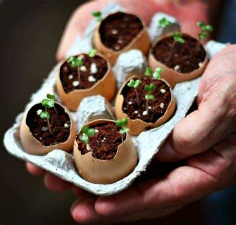 How To Grow Seeds In Eggshells And Egg Cartons Survival Life Plants Egg Shells Garden Seeds