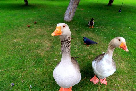 Beautiful Gray Geese Perigord Geese Walk On Green Lawn In Summer On