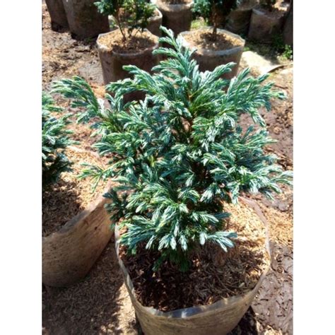 Jual Cemara Perak Biru Ukuran Dewasa Shopee Indonesia