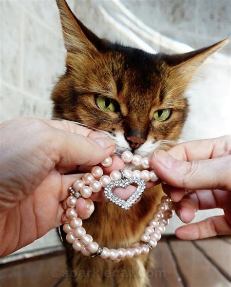 Supervising My Cat Necklace Repair Summers Fabulous Cat Life