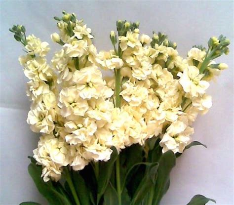 Cream Stocks Stock Flower Wedding Color Pallet Wedding Flowers