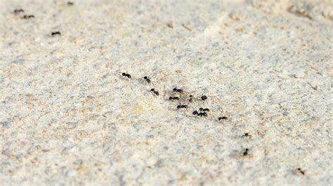 Ant Month All About Odorous House Ants Moxie Pest Control