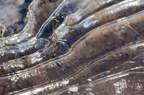 Texture Frozen Puddle Stock Image Image Of Lake Nature 80180979