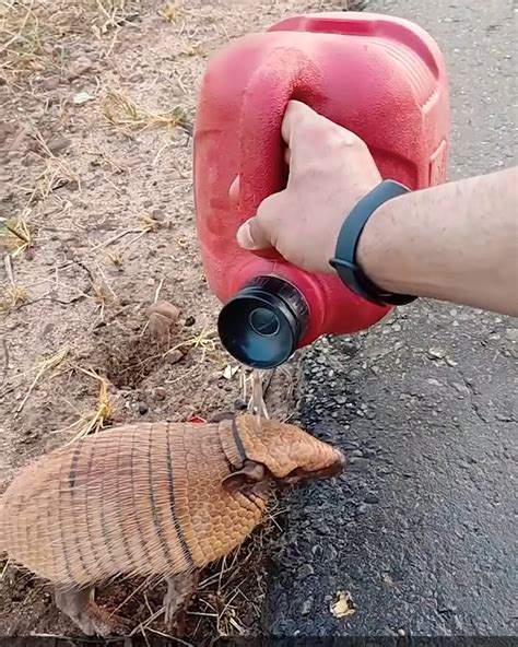 Man Gives Water To A Thirsty Armadillo R Armadillo
