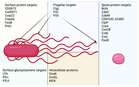 Cd Vaccine Candidate Antigens That Were Characterized In Recent Download Scientific Diagram