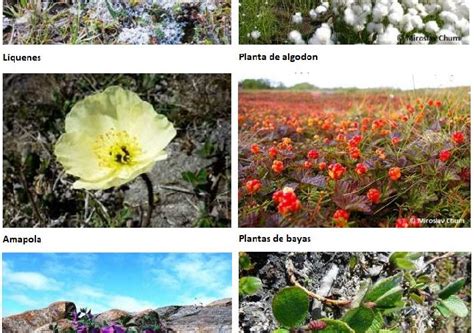 Descubre La Belleza única De La Flora En La Tundra Colores Y Especies Sorprendentes Tmagazine