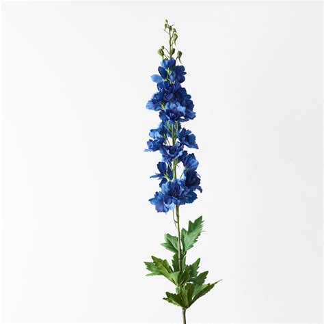 Delphinium Blue Seaholly Flowers